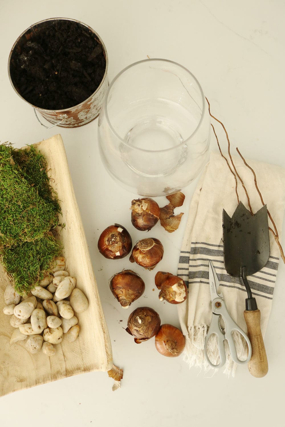 Planting Bulbs Indoor Containers - Darling Darleen | A Lifestyle Design ...