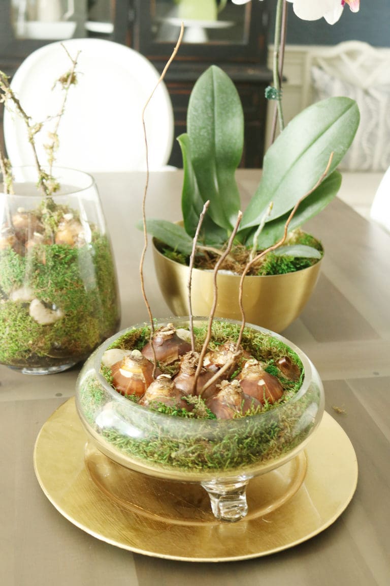 Planting Bulbs Indoor Containers - Darling Darleen | A Lifestyle Design ...